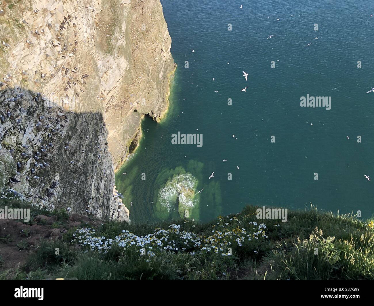 Looking down a 400 ft cliff to the sea below Stock Photo - Alamy