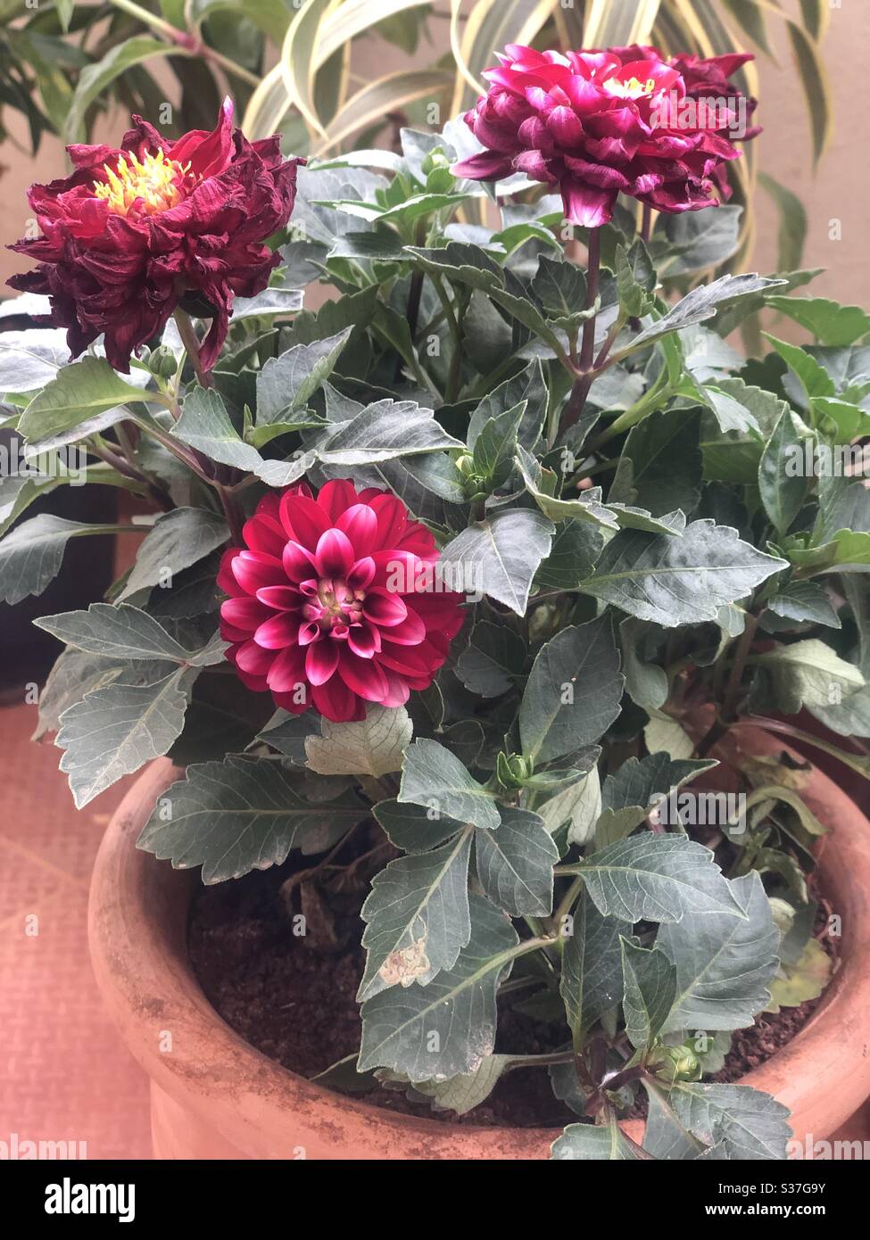 Routine flower hi-res stock photography and images - Alamy