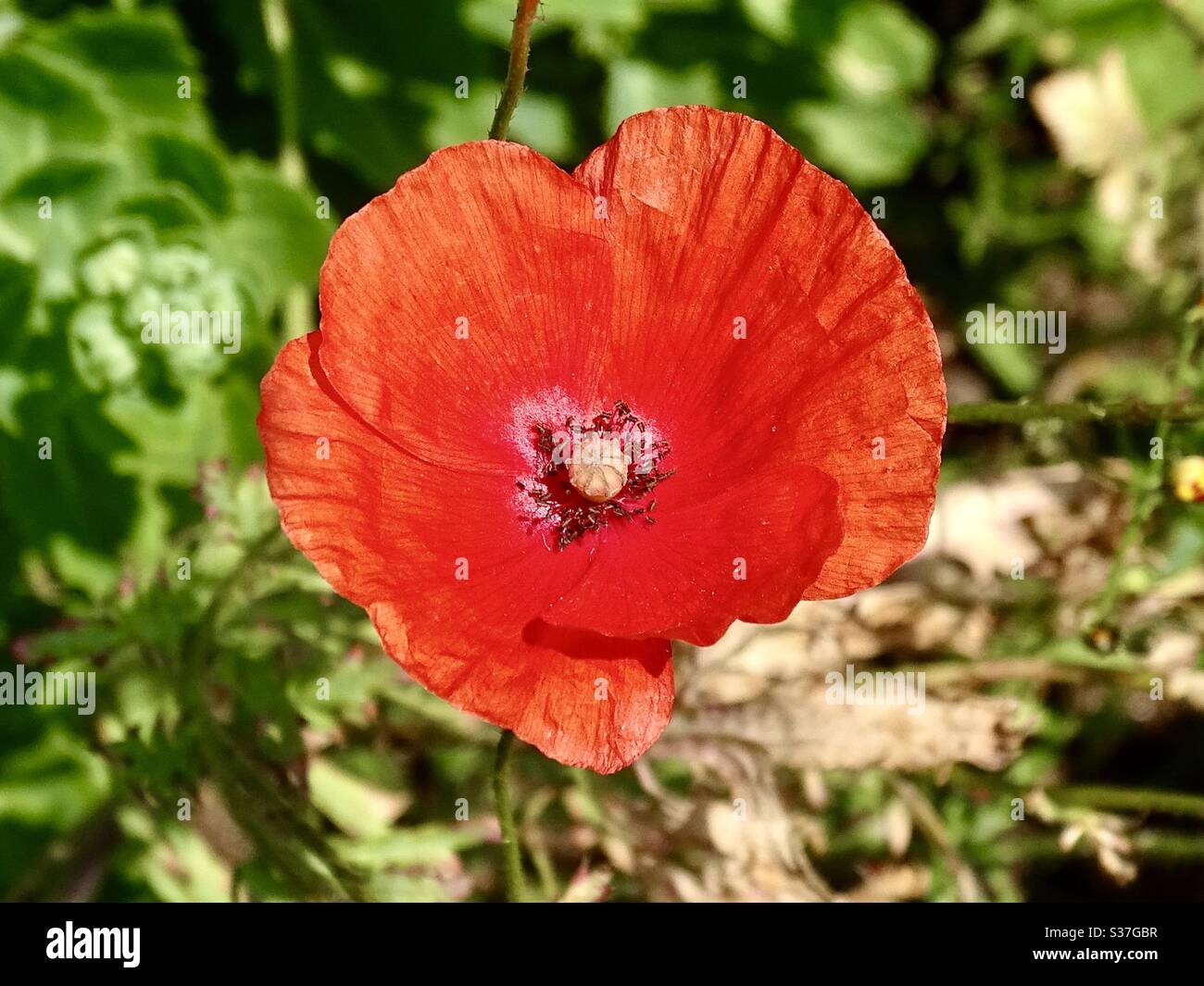 Wild flower garden england hi-res stock photography and images - Alamy