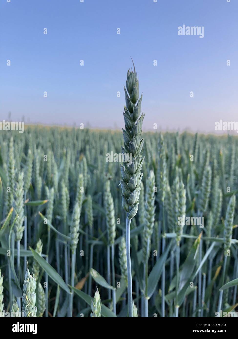 Wheat field crops hi-res stock photography and images - Alamy