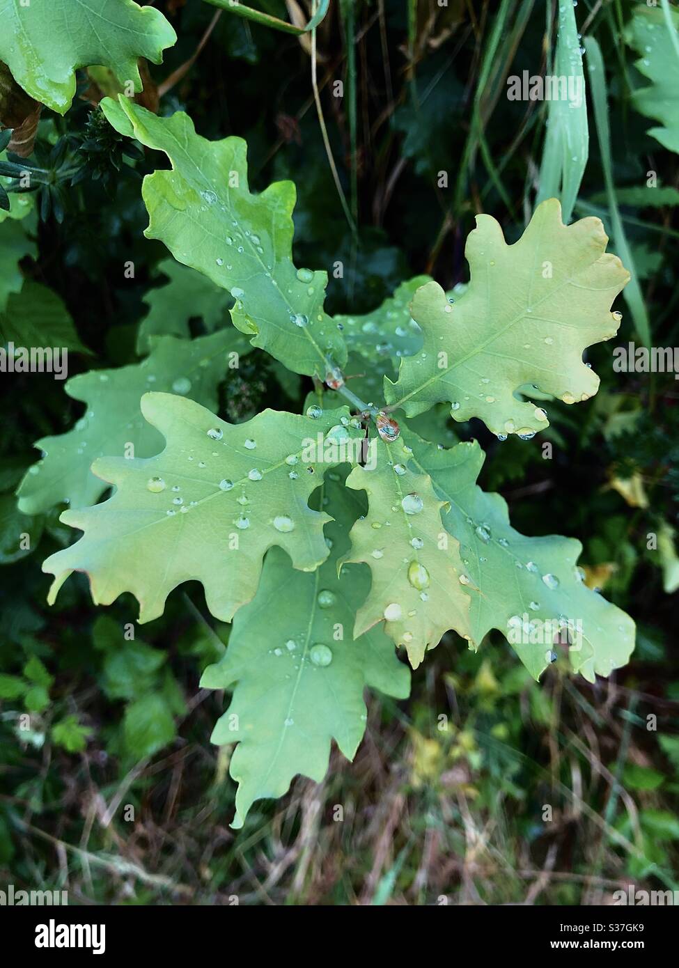 Young oak tree hi-res stock photography and images - Alamy