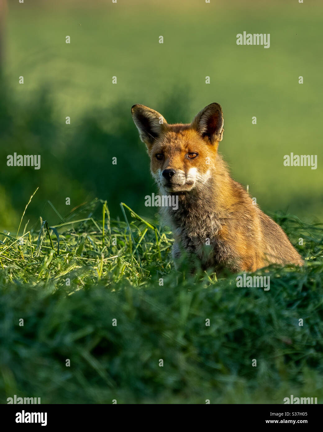 Red fox in sunshine hi-res stock photography and images - Alamy