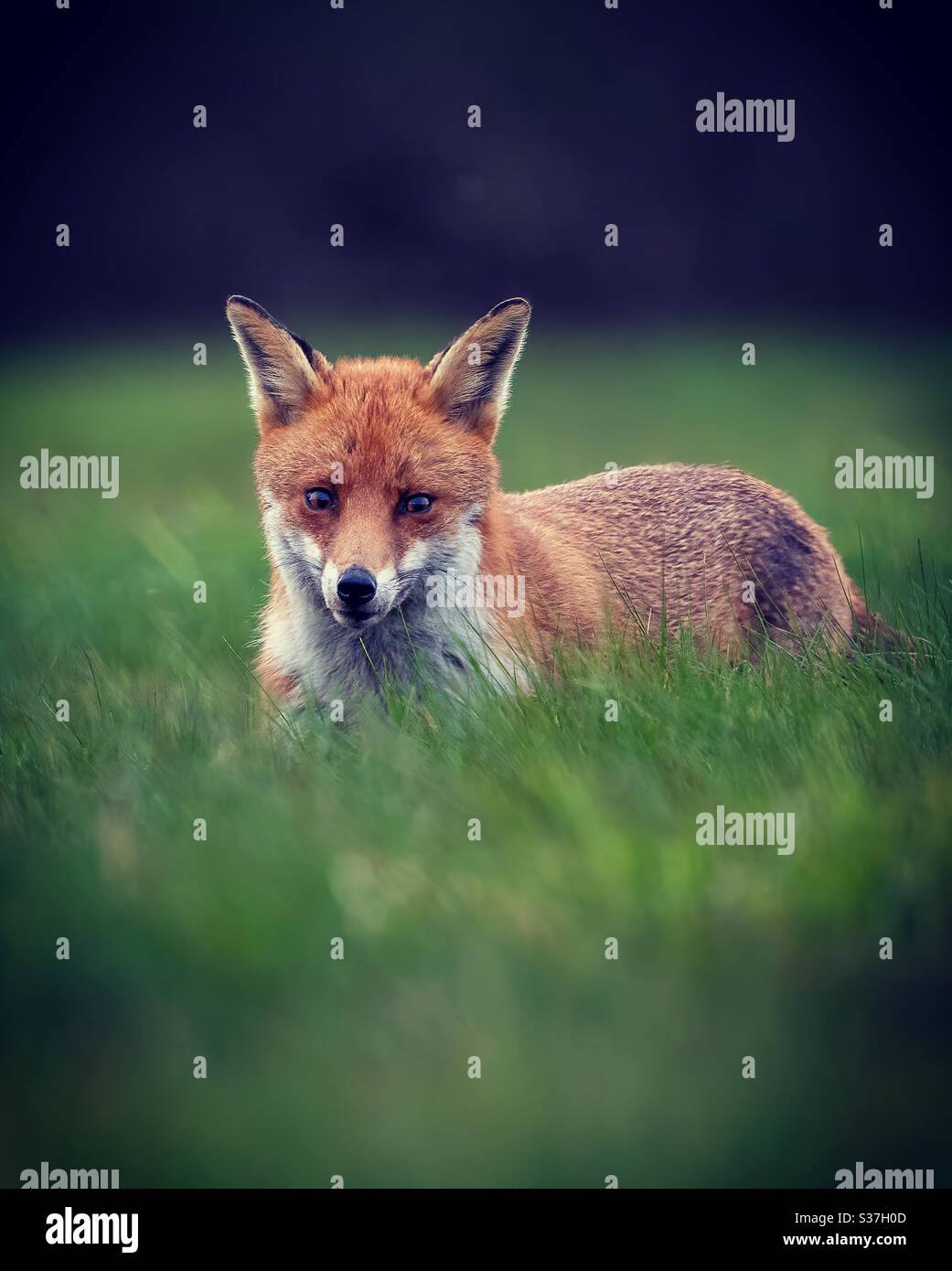 Fox hunting hi-res stock photography and images - Alamy