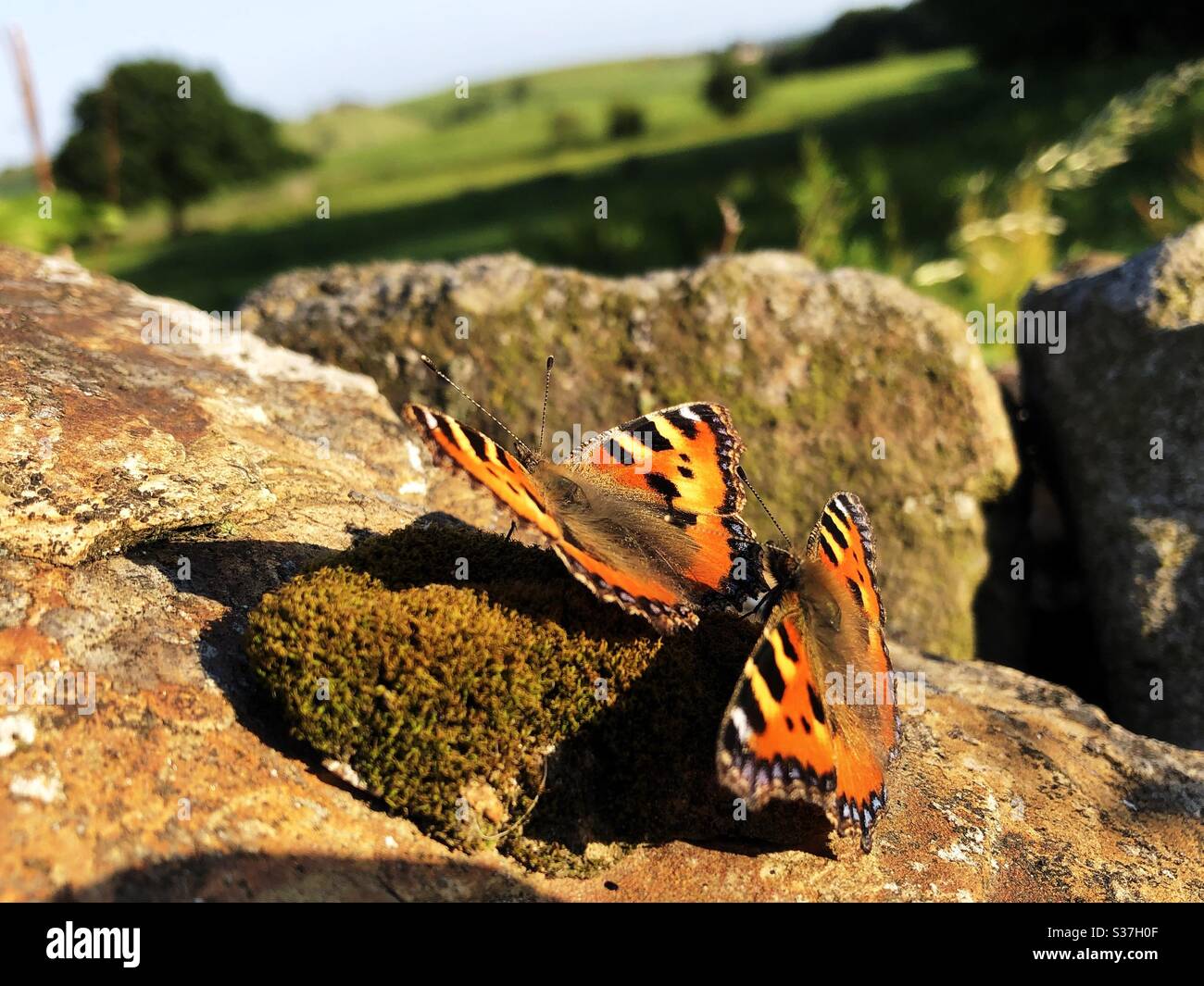 Mating Small tortoiseshell butterflies Stock Photo - Alamy