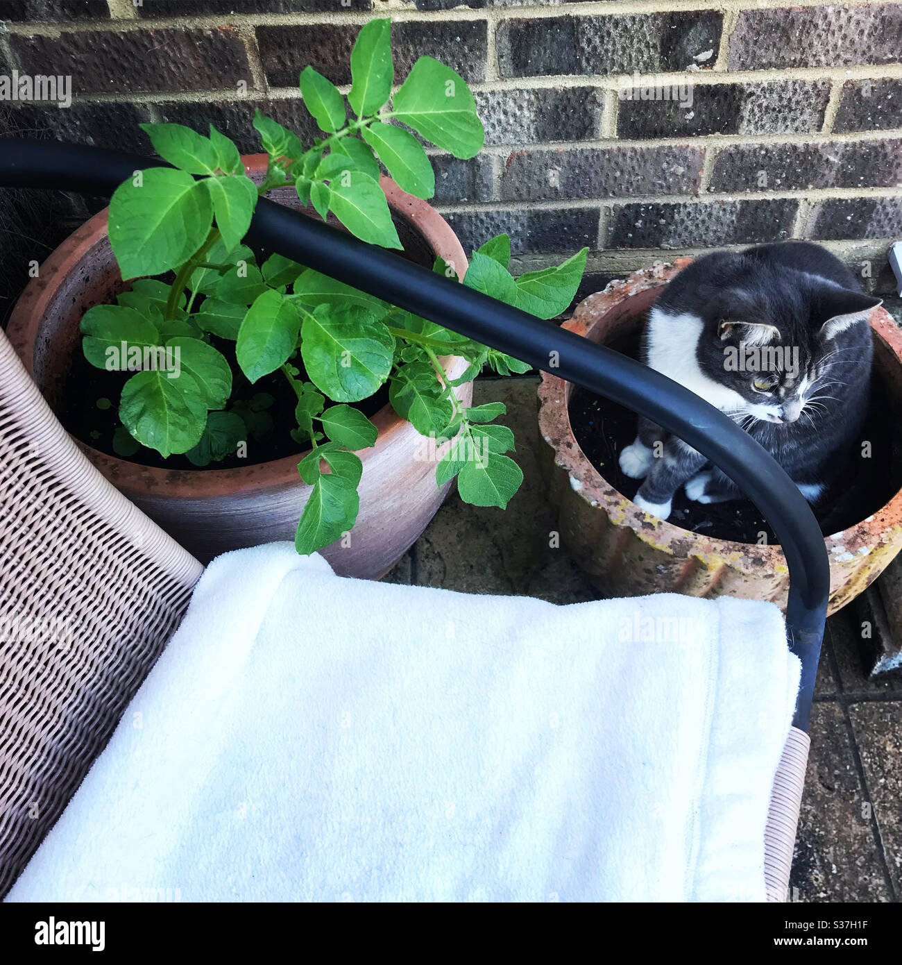 Cat Potato High Resolution Stock Photography and Images - Alamy