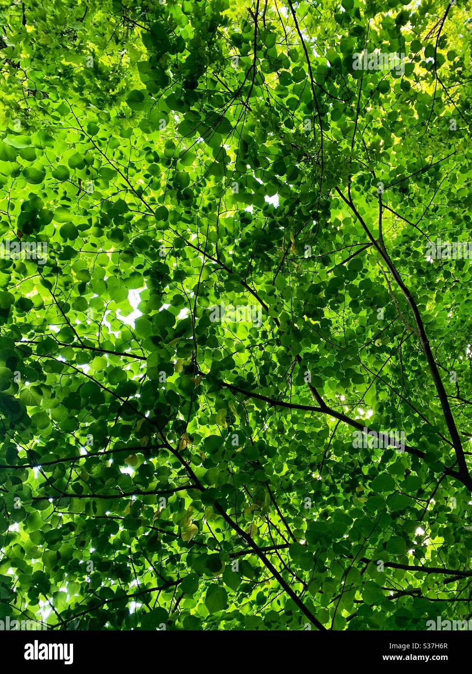 Sunlight leaves hi-res stock photography and images - Alamy