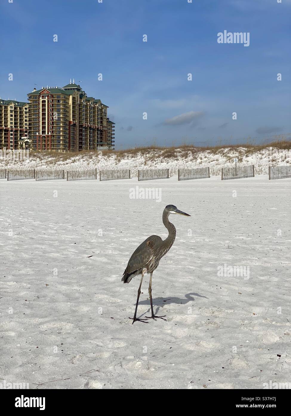 Great blue heron standing on white sand beach Stock Photo - Alamy