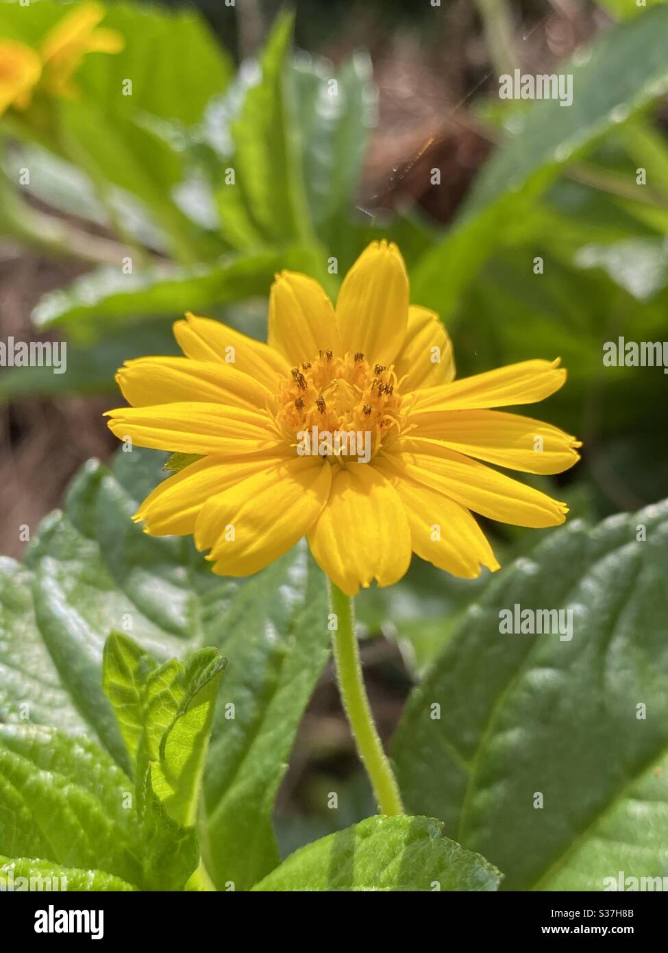 Bright yellow daisy wildflowers growing on forest floor Stock Photo - Alamy