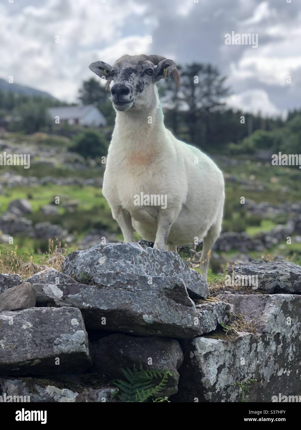 Kerry goat hi-res stock photography and images - Alamy