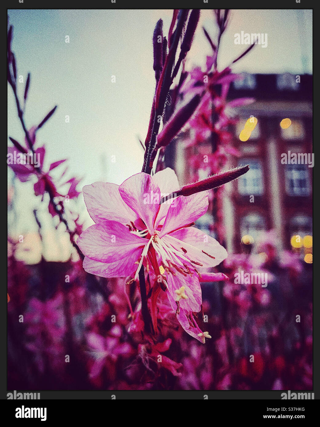 Dk live hi-res stock photography and images - Alamy