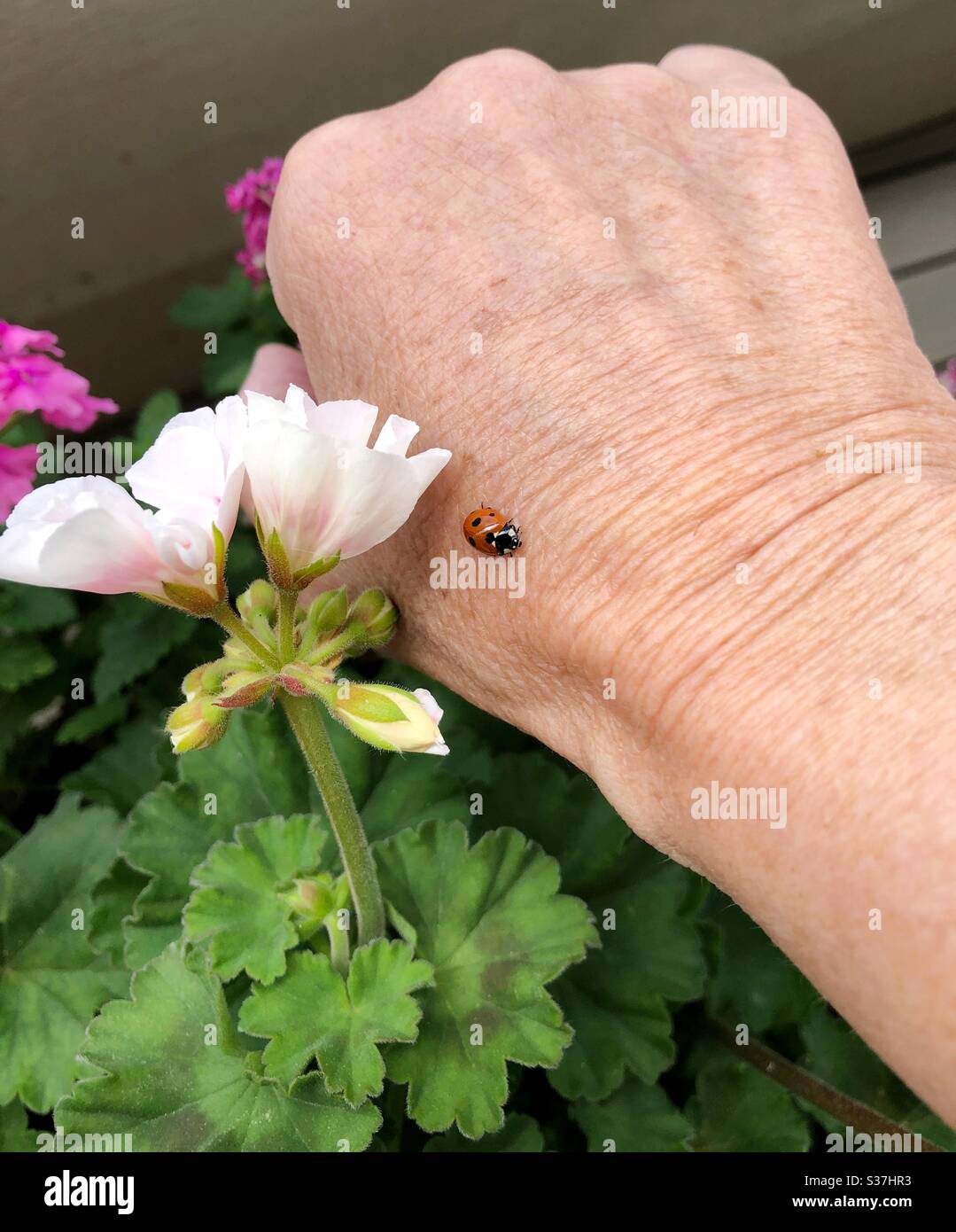 A ladybug walking on a woman’s hand Stock Photo - Alamy