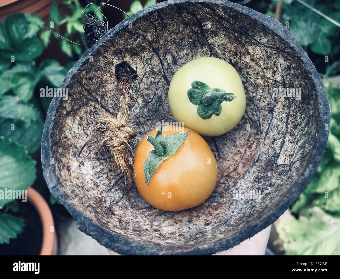 Ripening cherry tomatoes inside a coconut shell Stock Photo - Alamy