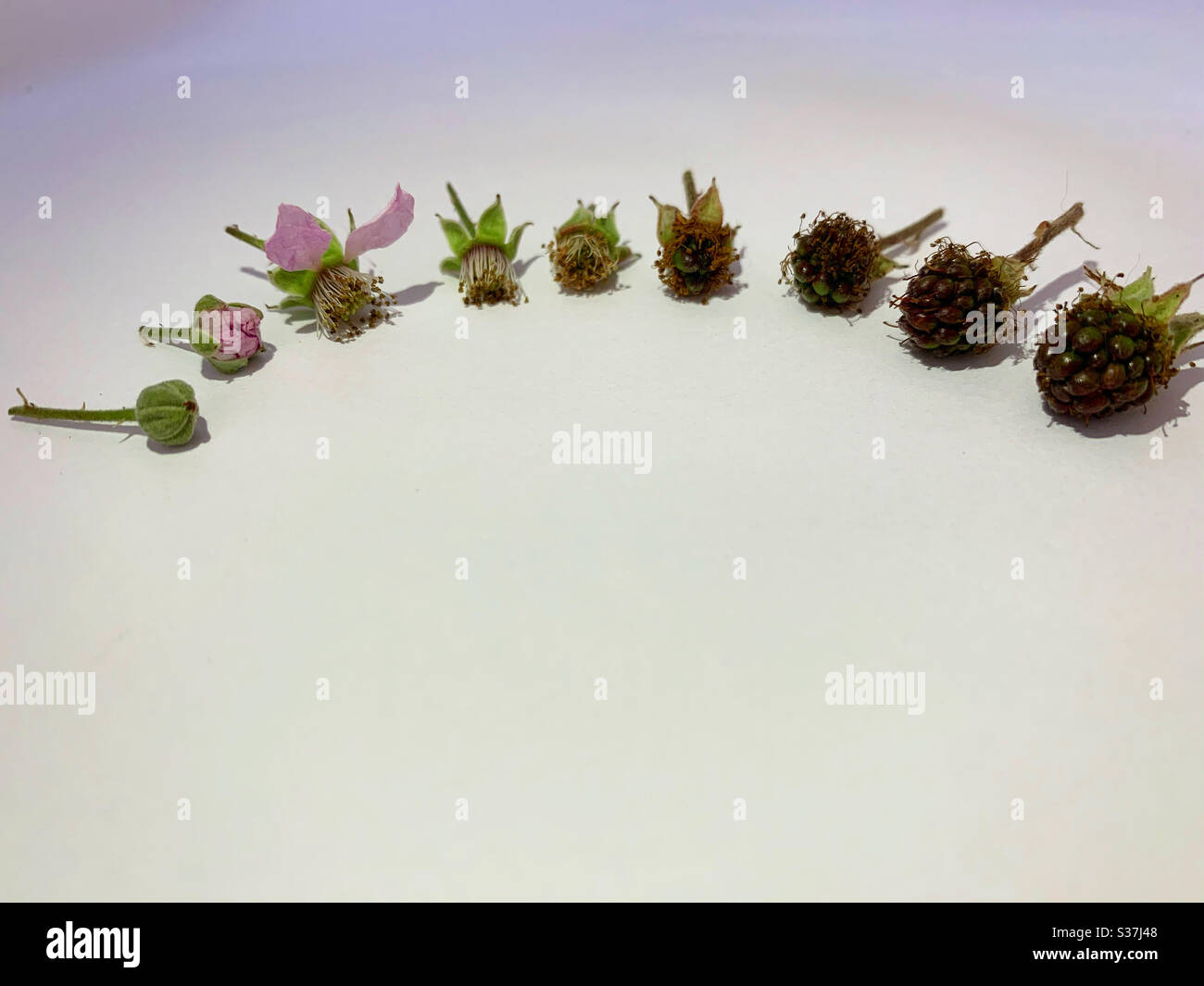 Blackberry lifecycle hi-res stock photography and images - Alamy