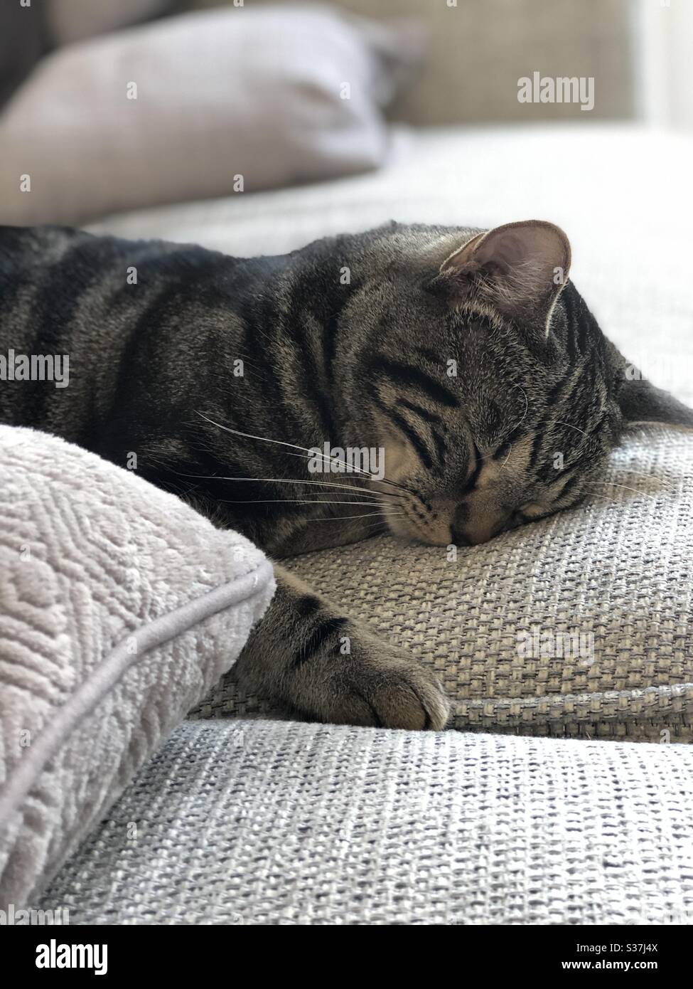 Sleeping running hi-res stock photography and images - Alamy