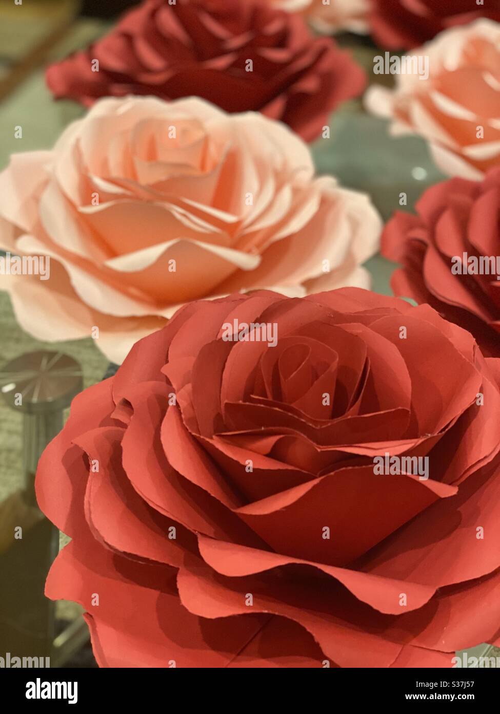 Alamy flower hi-res stock photography and images - Alamy