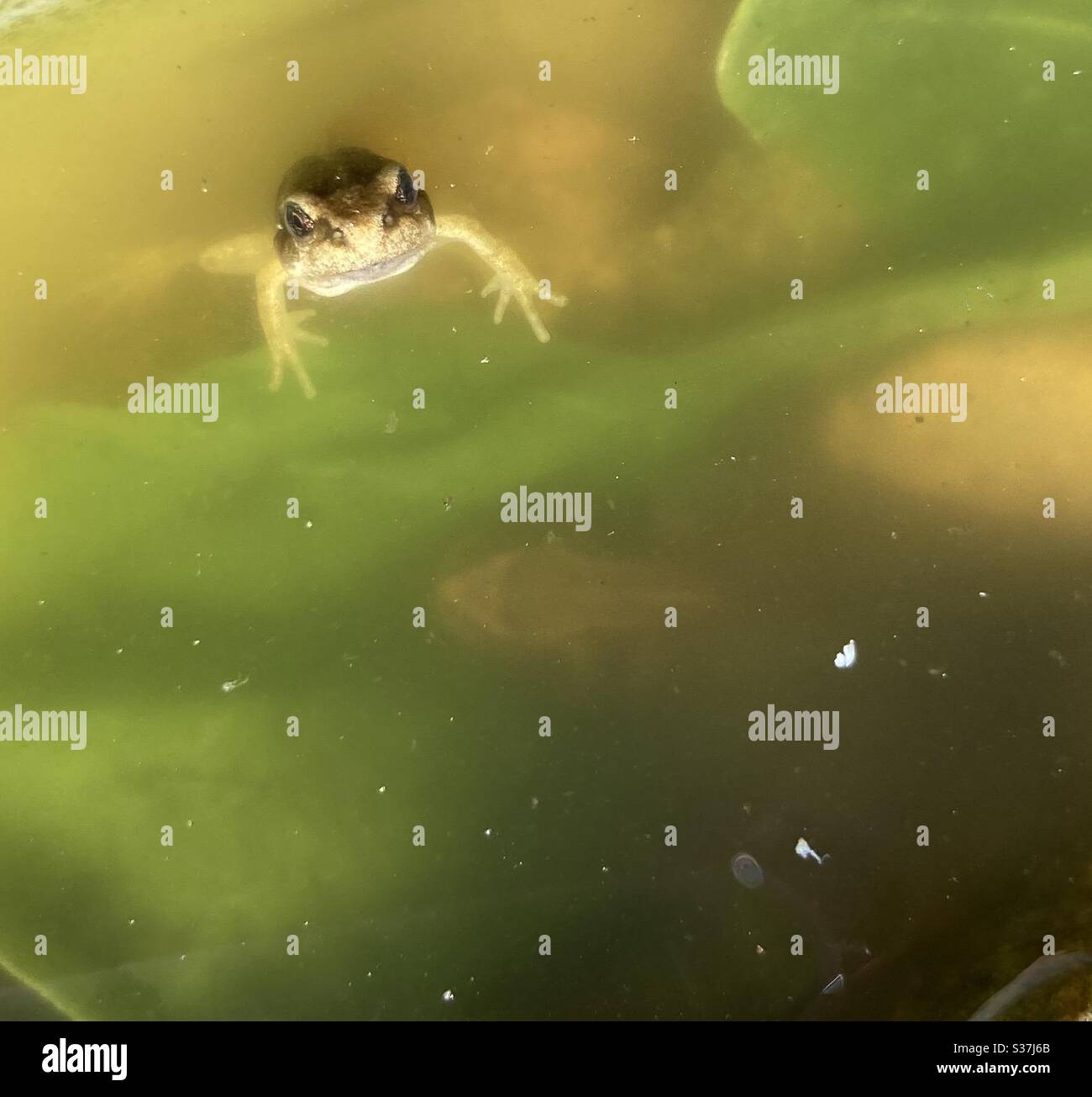 Froglet in water hi-res stock photography and images - Alamy