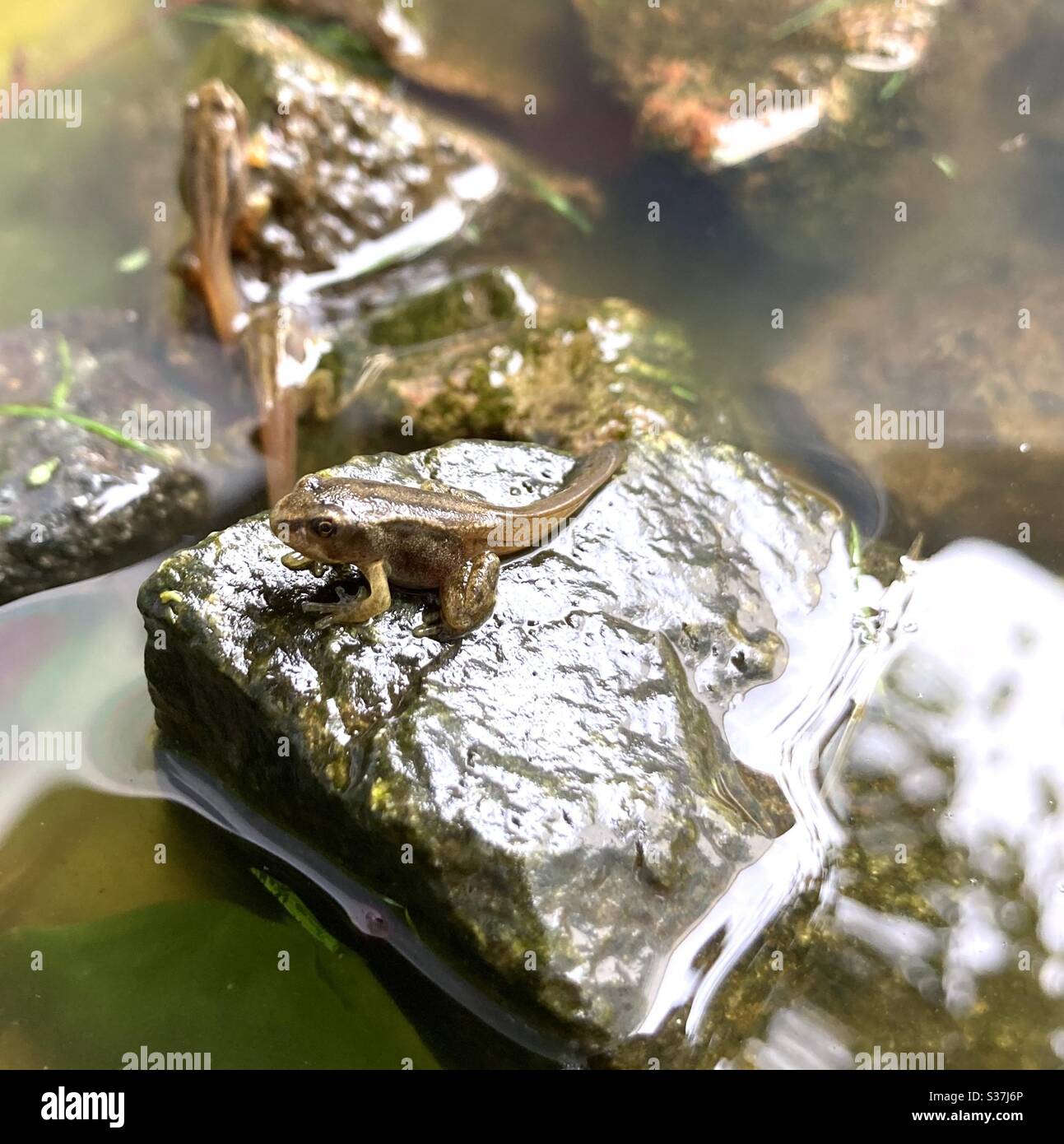 Froglet hi-res stock photography and images - Alamy