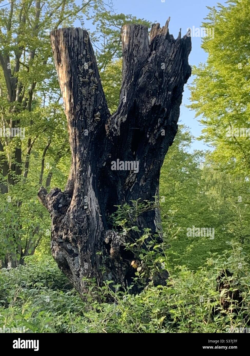 Tree stomp hi-res stock photography and images - Alamy