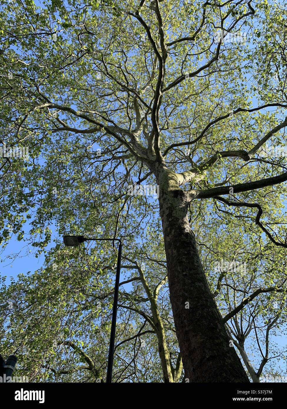 Tall elegant tree hi-res stock photography and images - Alamy