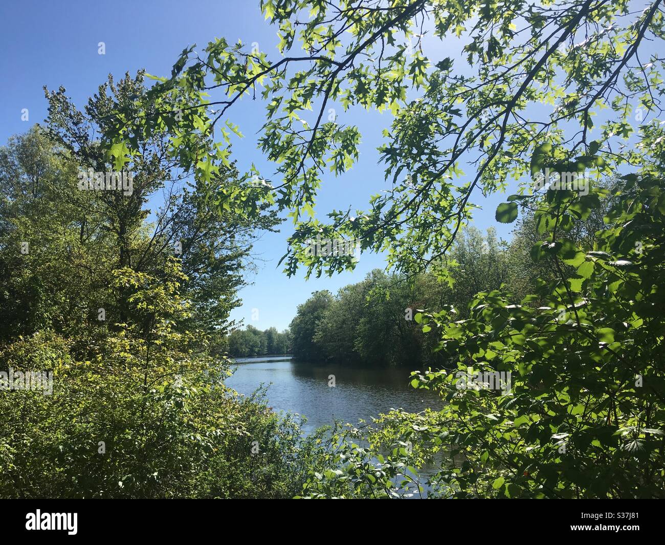 Lake near a forest Stock Photo - Alamy
