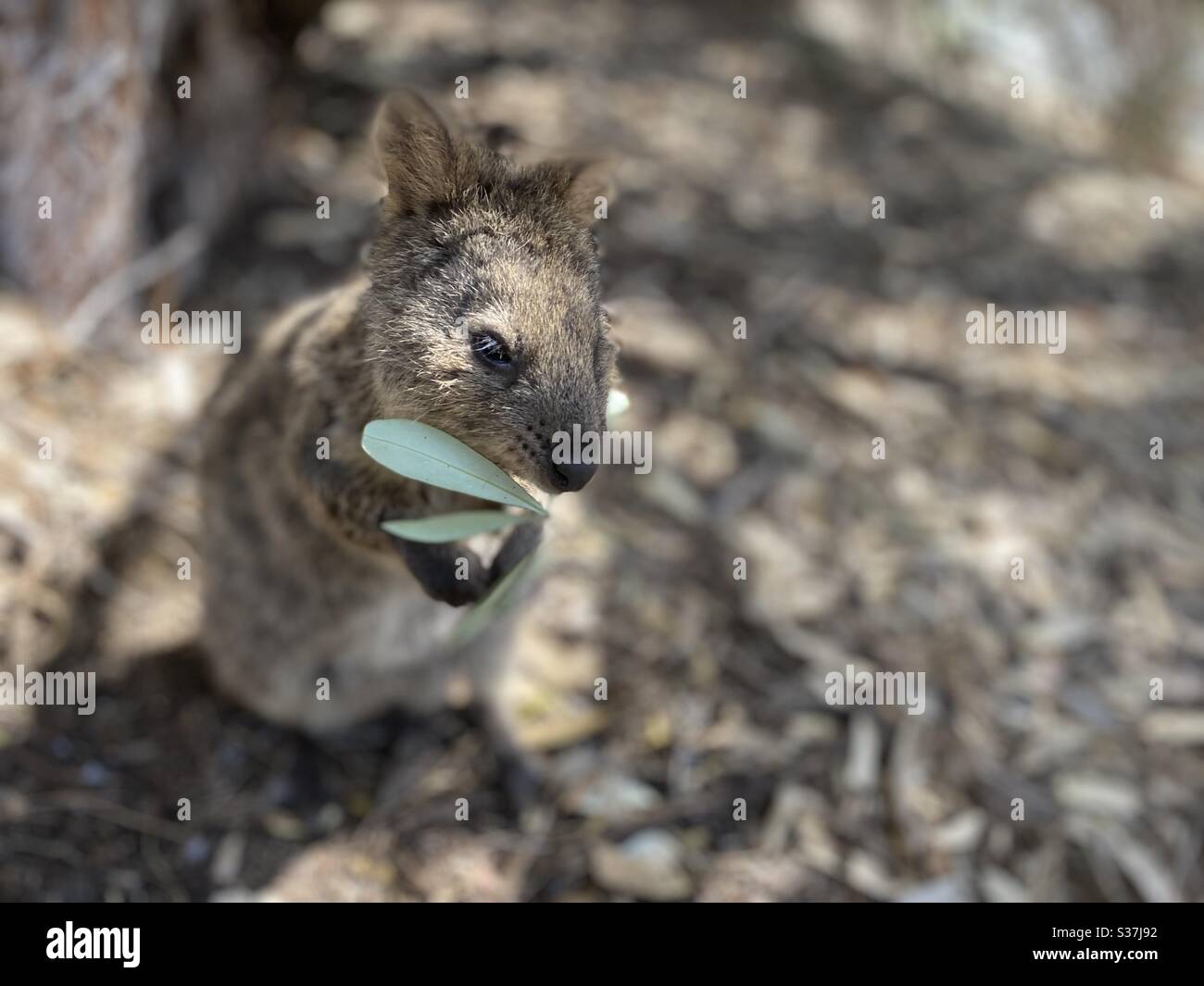 Happy quokka hi-res stock photography and images - Alamy