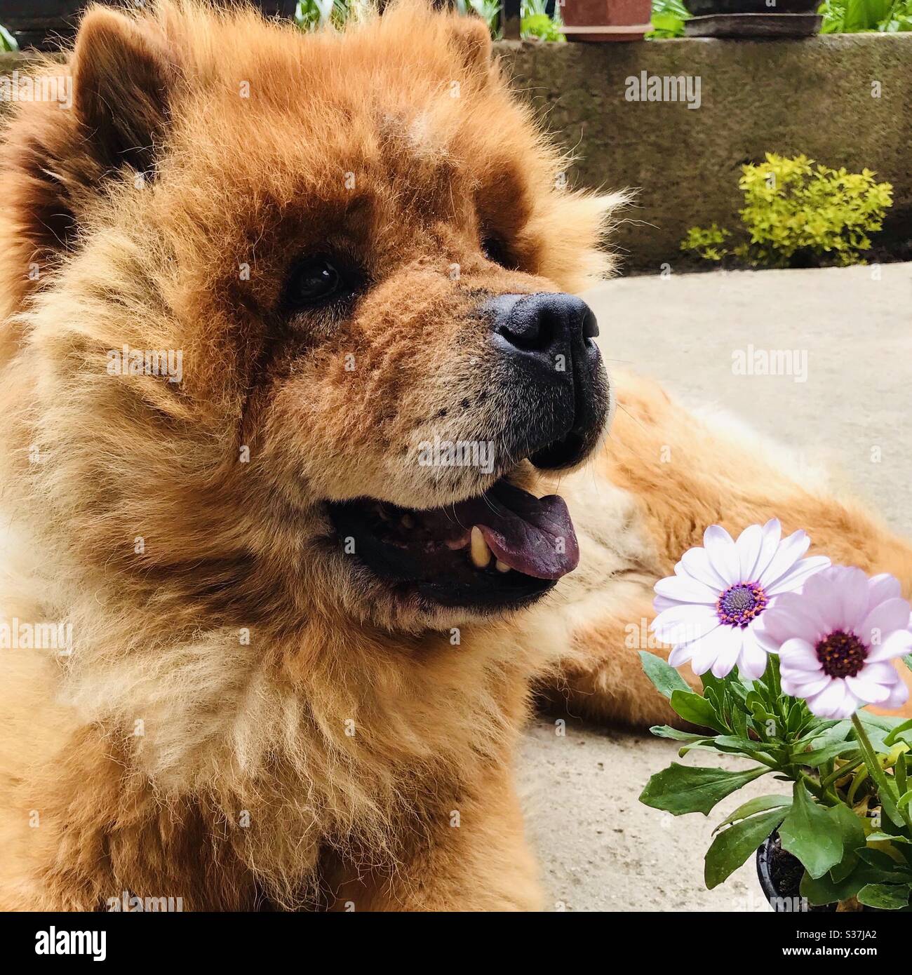 Chow chow dog & flowers Stock Photo - Alamy