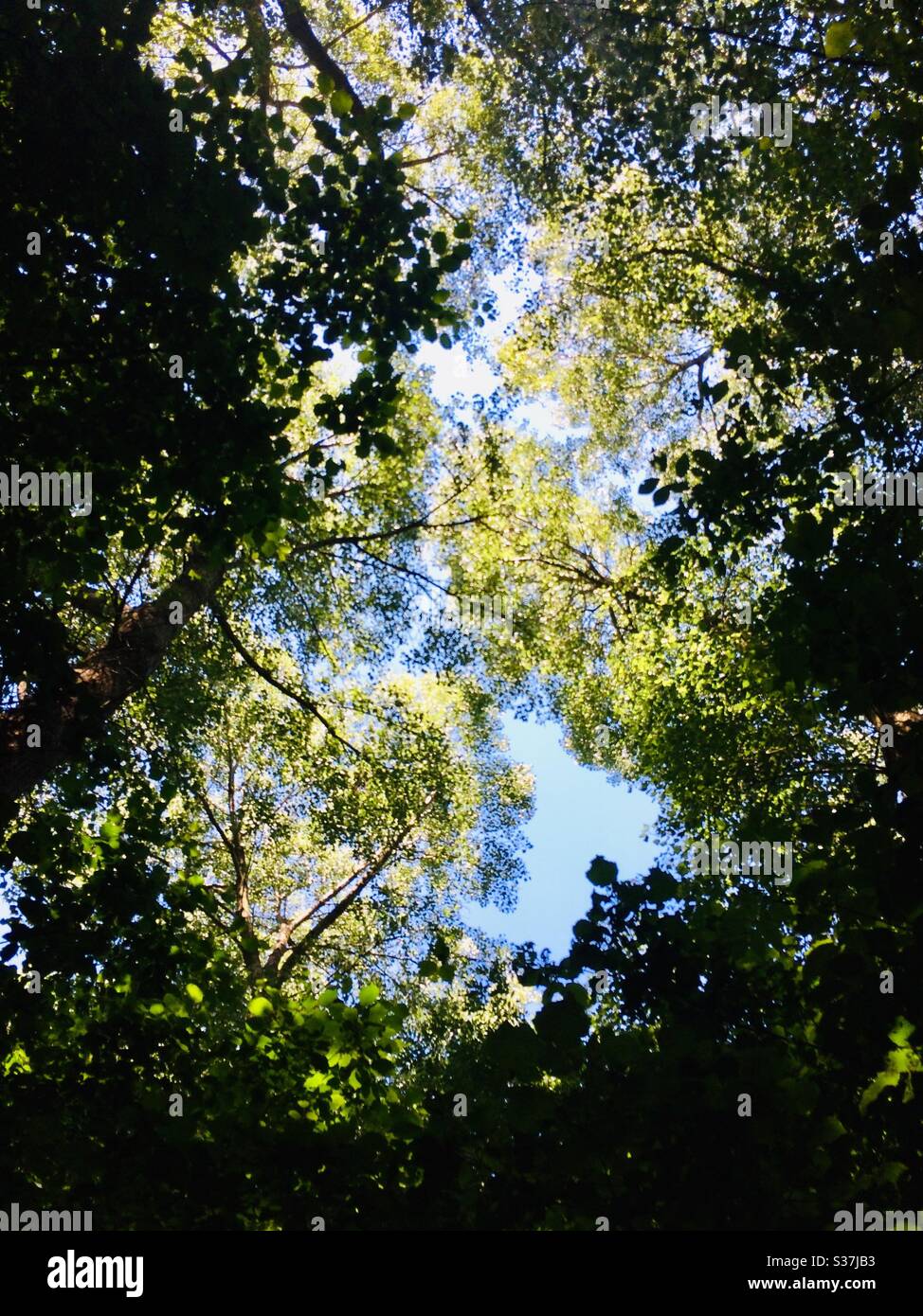 Trees looking up leaves hi-res stock photography and images - Alamy