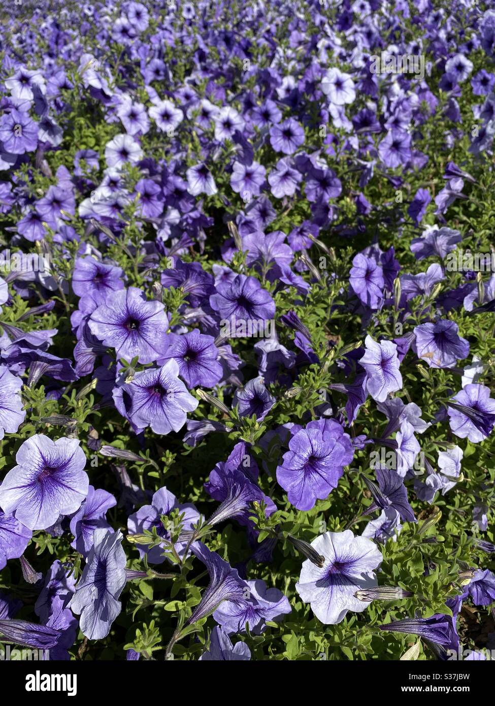 Summer perth hi-res stock photography and images - Alamy