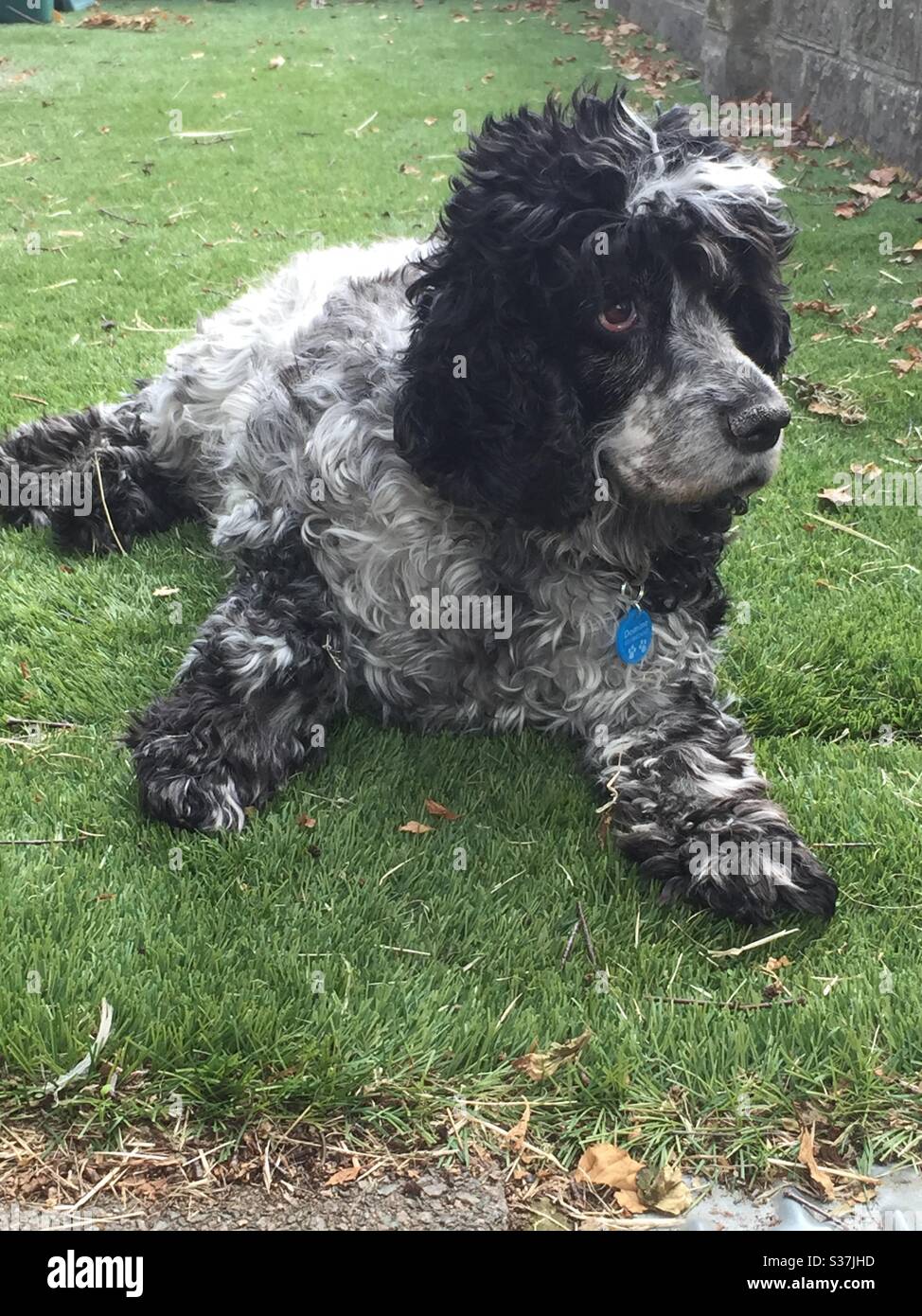Fuzzy dog hi-res stock photography and images - Alamy Fuzzy dog hi-res stock photography and images - Alamy