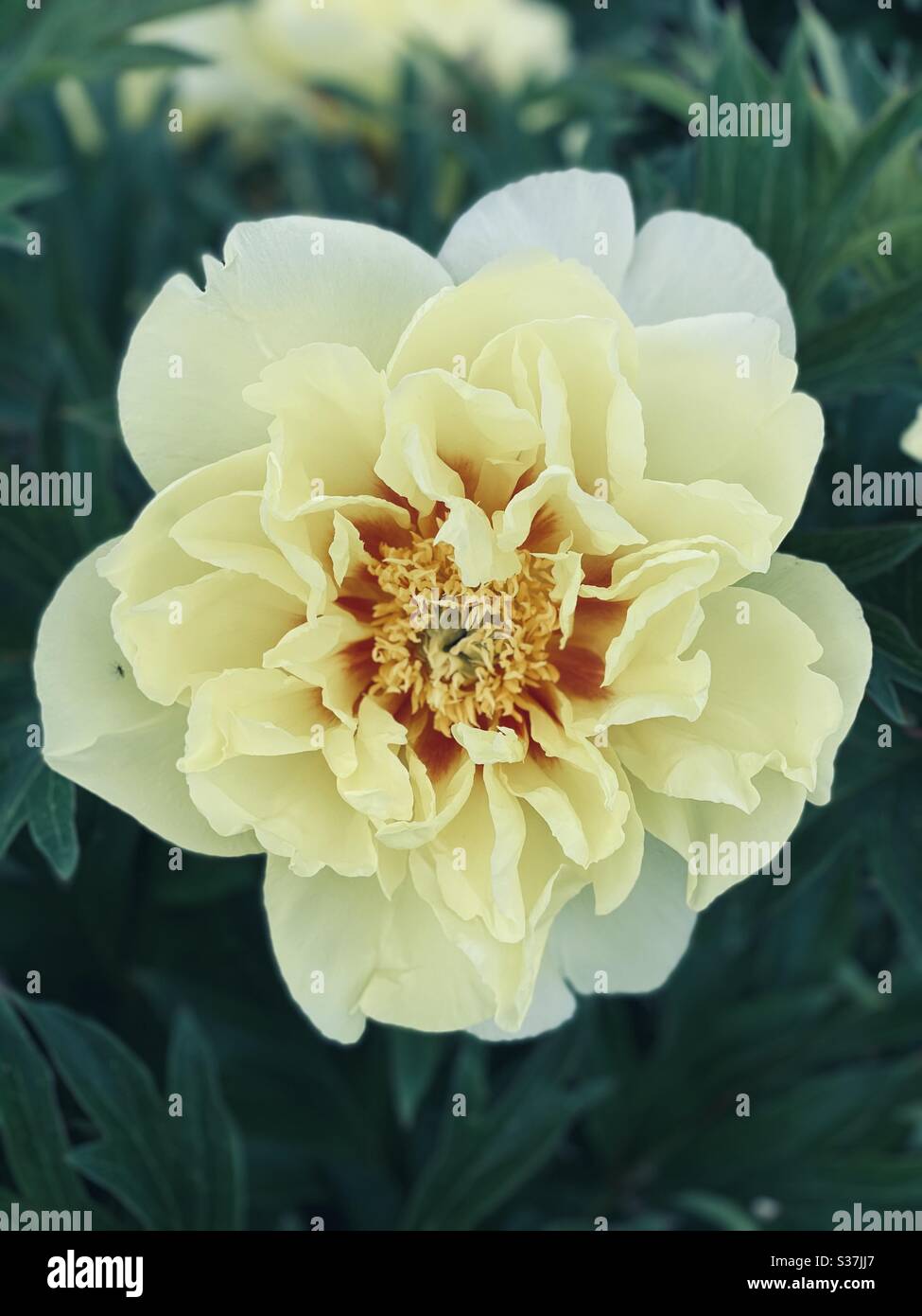 Bloom peony hi-res stock photography and images - Alamy