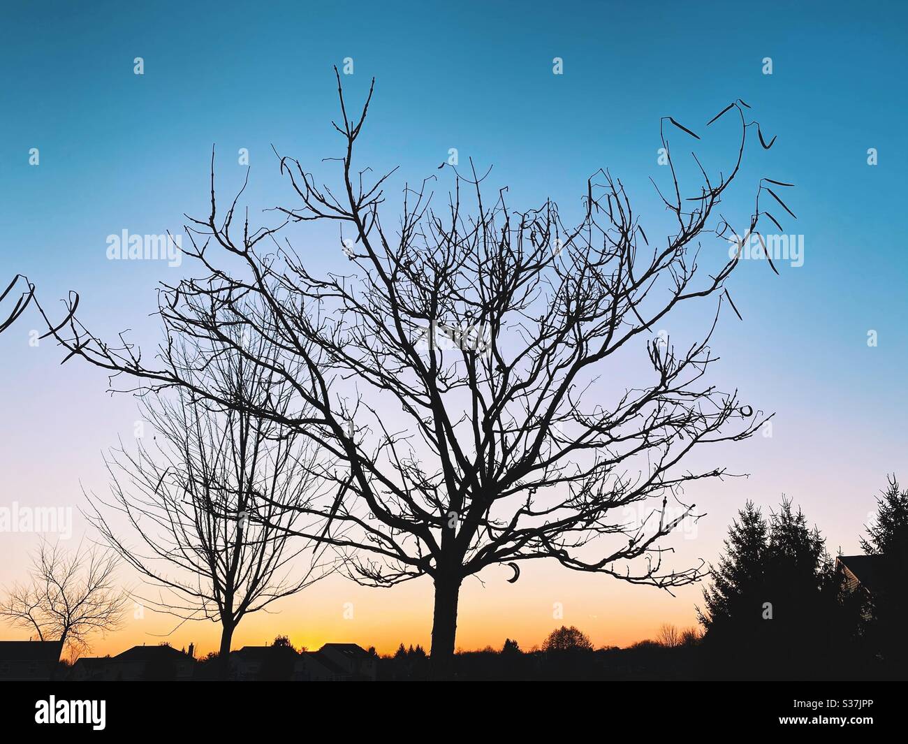 Plus tree hi-res stock photography and images - Alamy