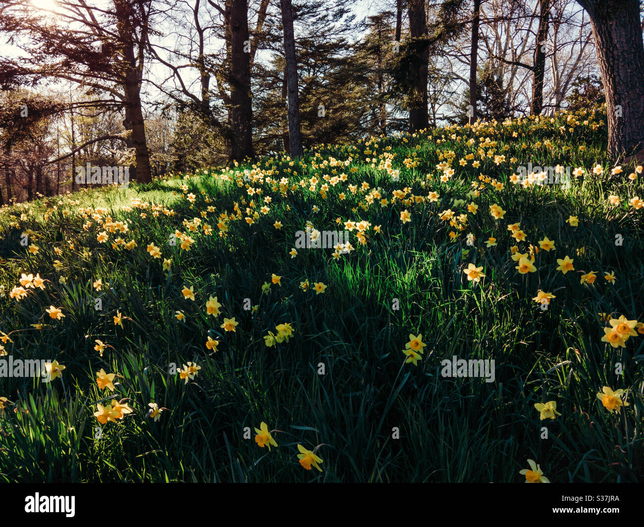 Wild daffodil field at the Brooklyn Botanical Garden Stock Photo - Alamy