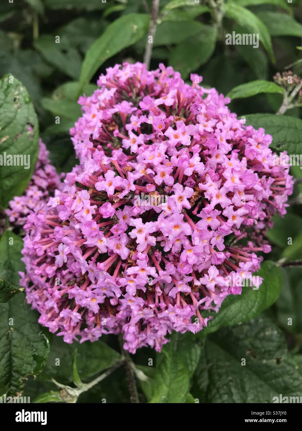 Gorgeous butterfly hi-res stock photography and images - Alamy