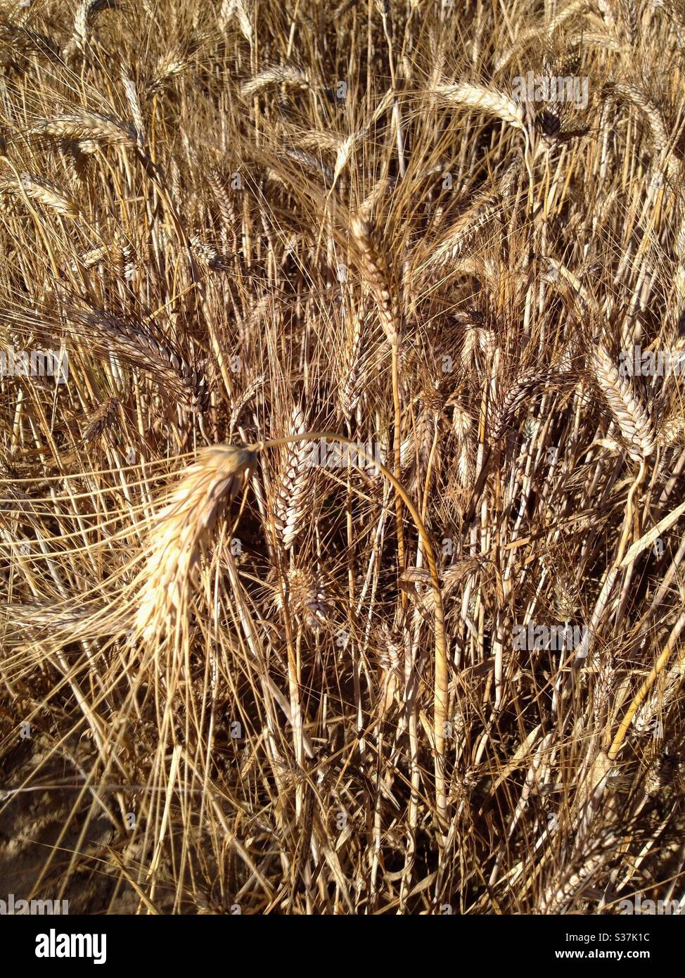 Durum wheat field Stock Photo - Alamy