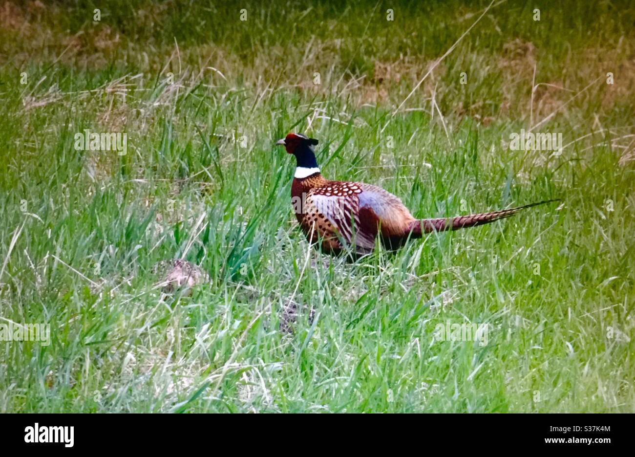 Ring-necked Pheasant, Phasianus colchicus, North American Birds, Birds ...