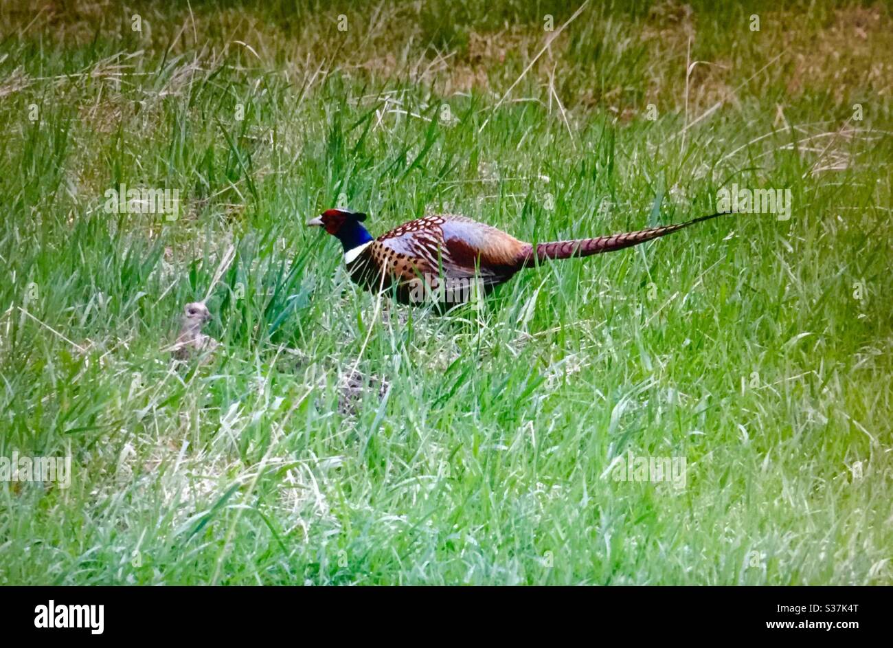 Ring-necked Pheasant, Phasianus colchicus, North American Birds, Birds ...