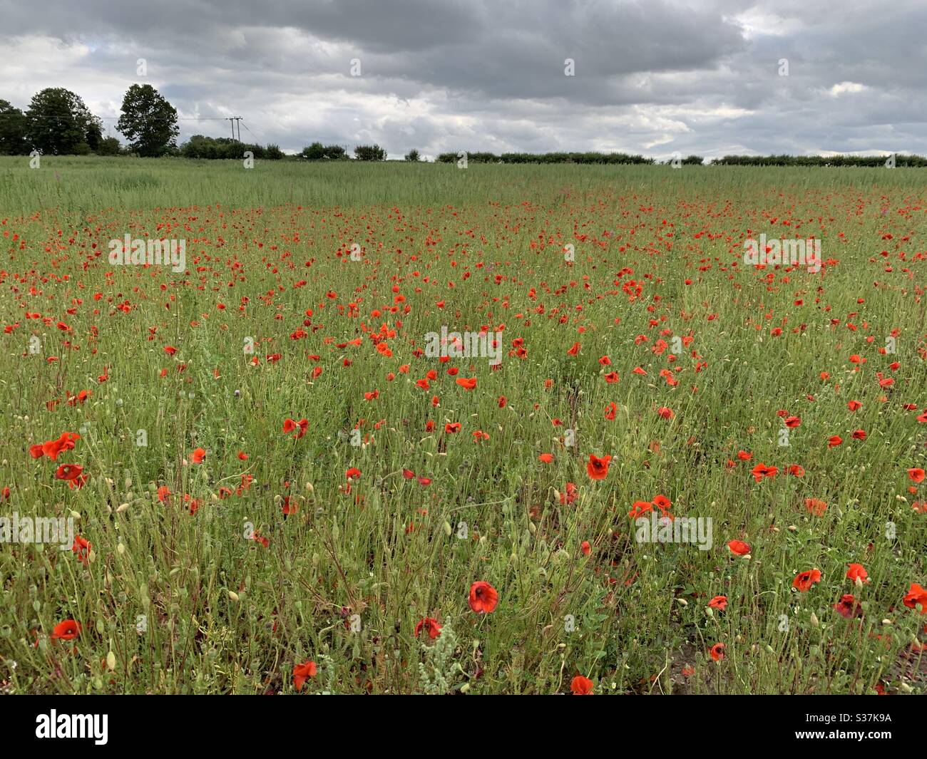 Beautiful poppy field hi-res stock photography and images - Alamy