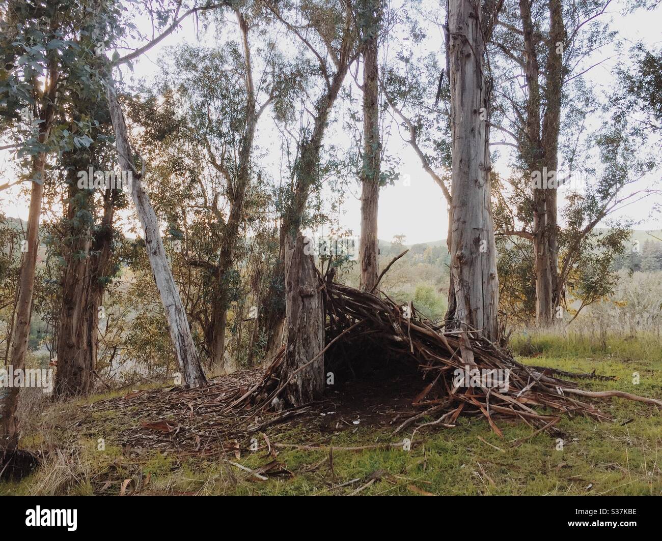 Play branches hi-res stock photography and images - Alamy