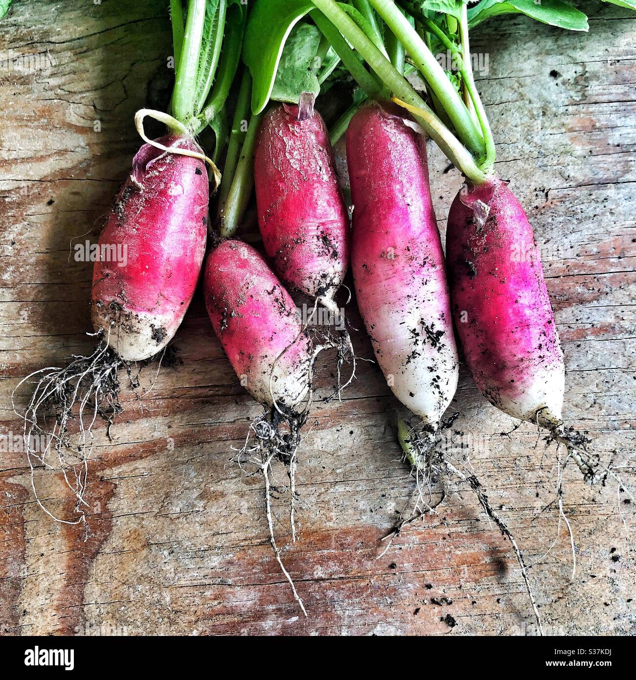 5 French Breakfast Radishes Stock Photo - Alamy