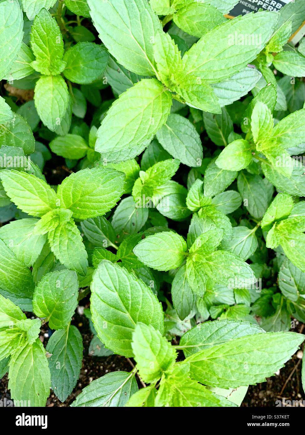 Peppermint leaves plant hi-res stock photography and images - Alamy