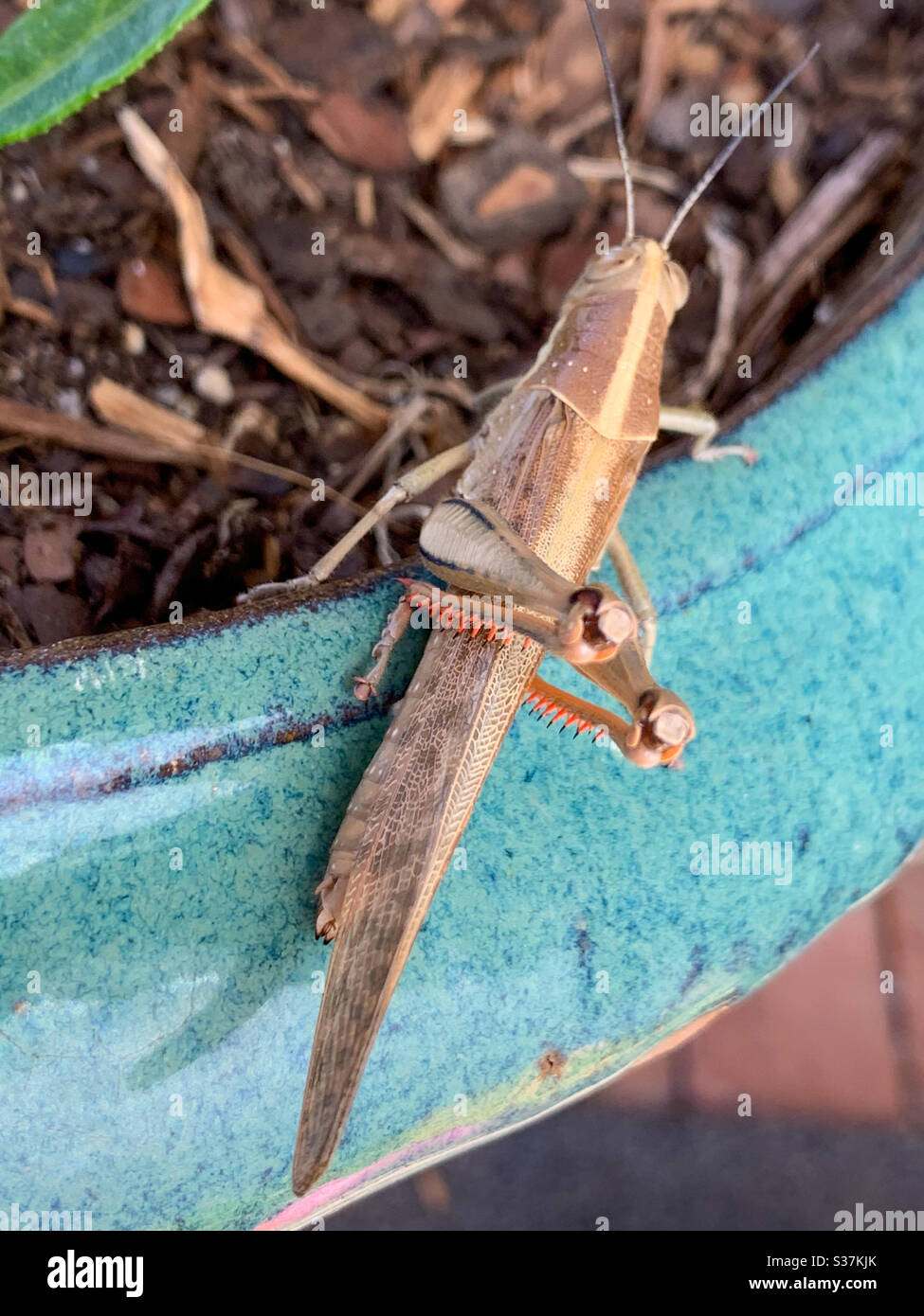 Grasshopper on the diagonal Stock Photo - Alamy