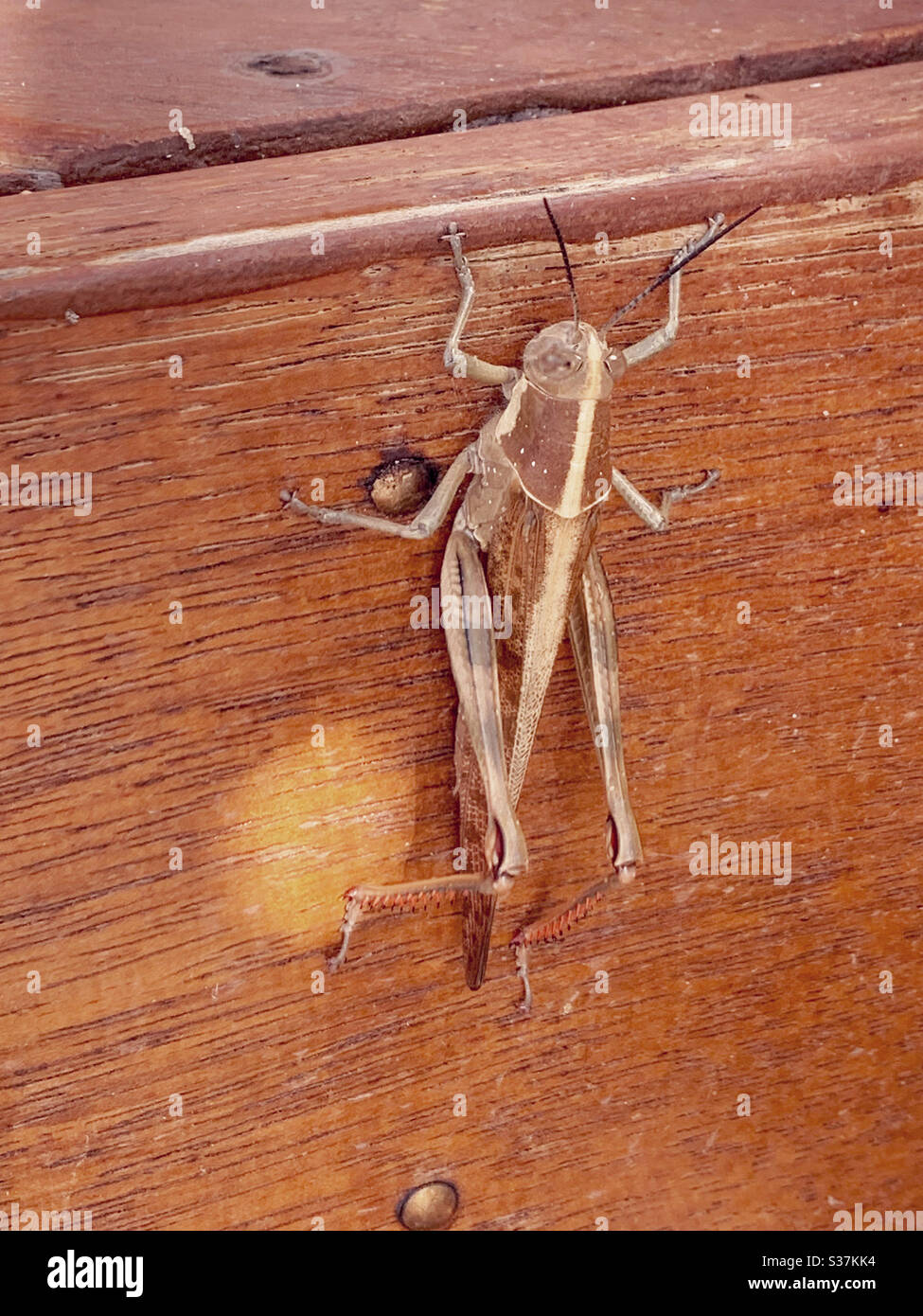 Insect climbing hi-res stock photography and images - Alamy
