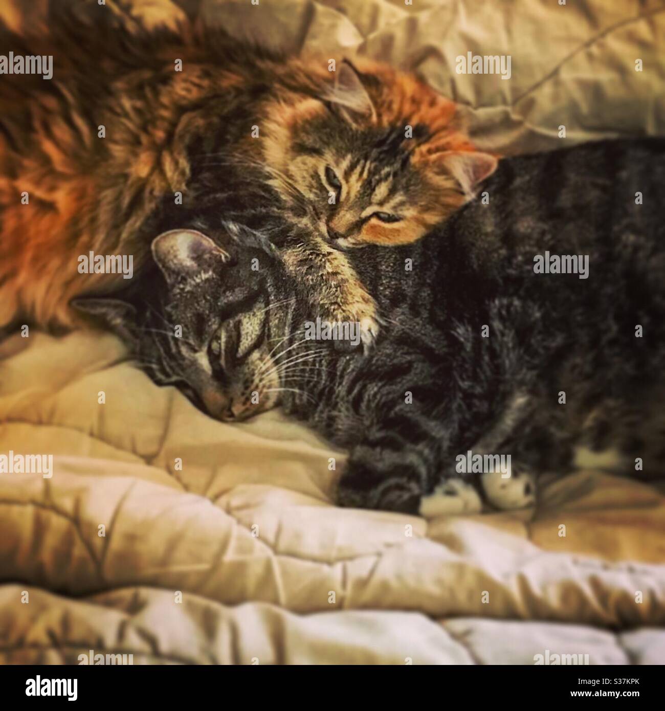 Snuggle cat hi-res stock photography and images - Alamy