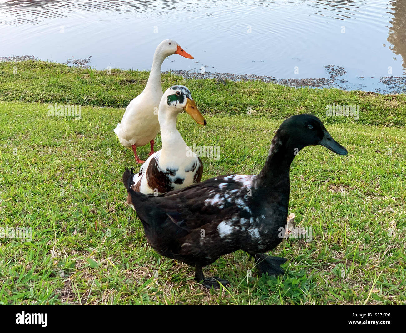 Ducks waddling together Stock Photo - Alamy