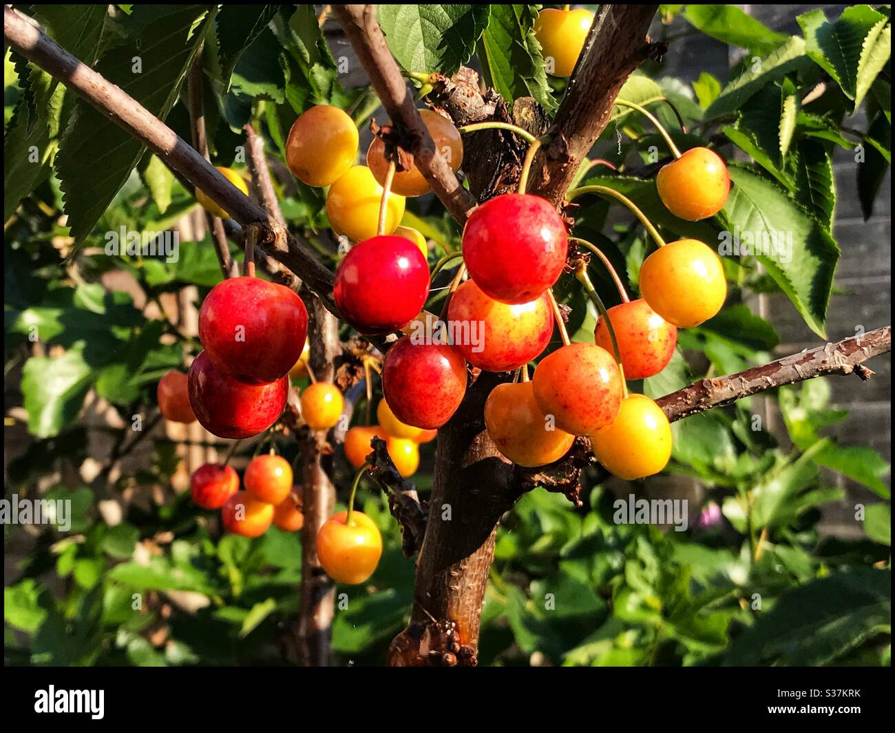 Dwarf Cherry Tree Fruit High Resolution Stock Photography and Images ...