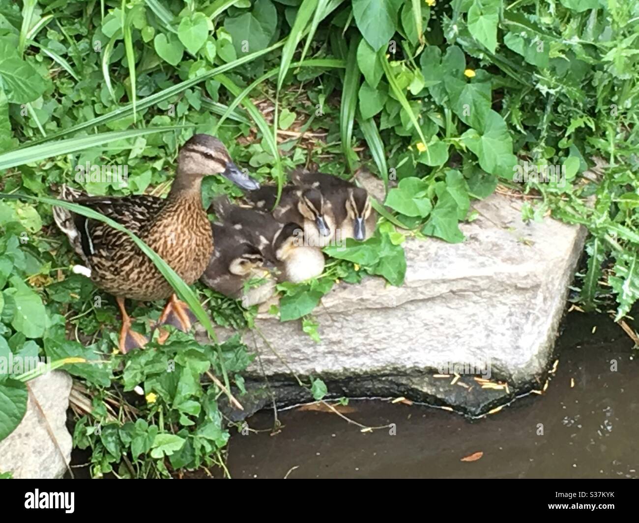 Mother duck and her ducklings Stock Photo - Alamy