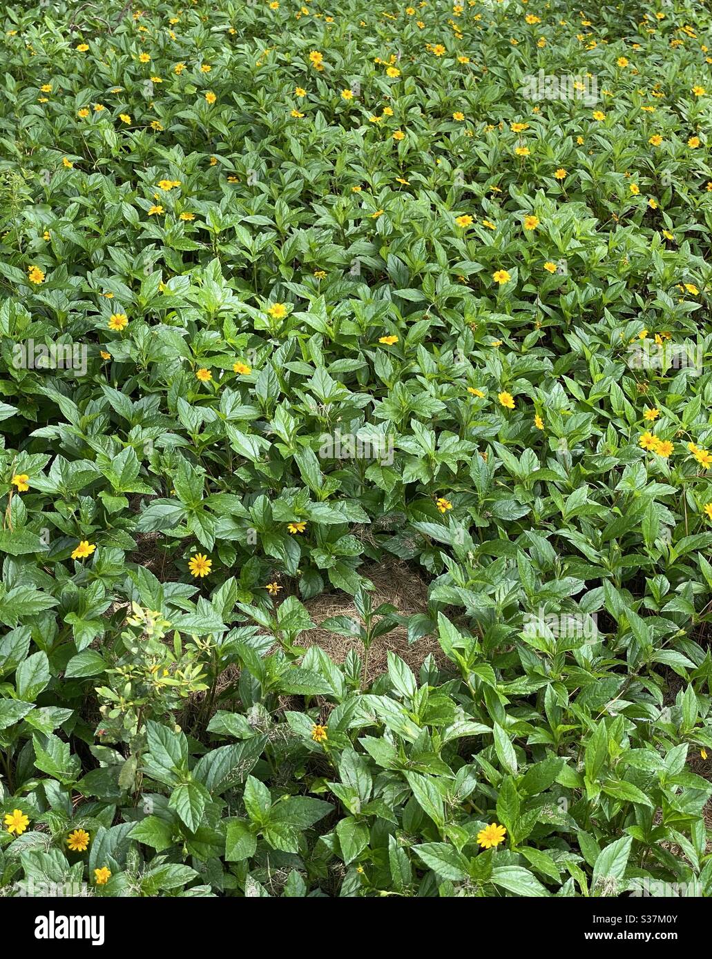 Full background of wild trailing daisies growing on Florida forest ...