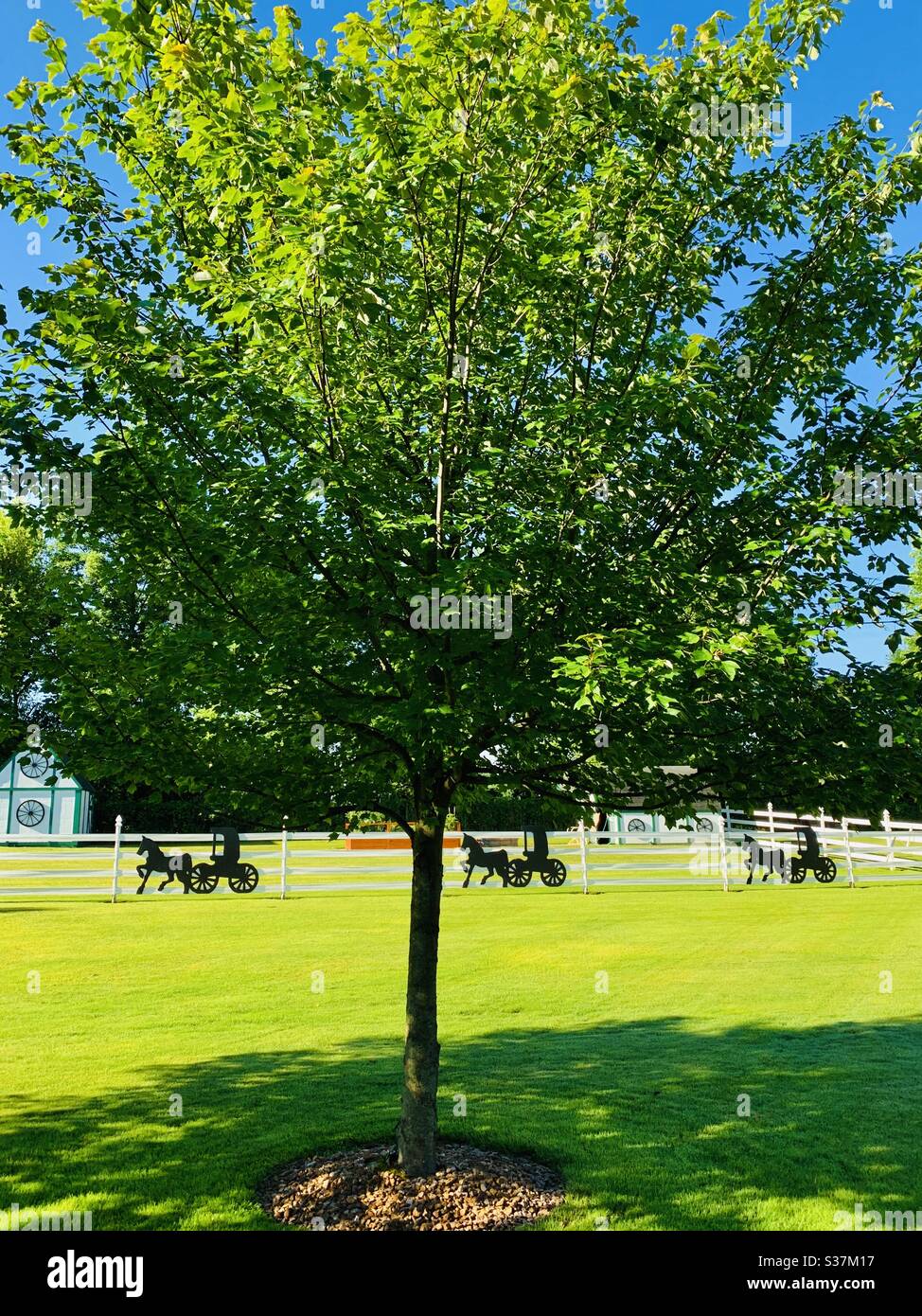 Maple tree in the backyard Stock Photo - Alamy