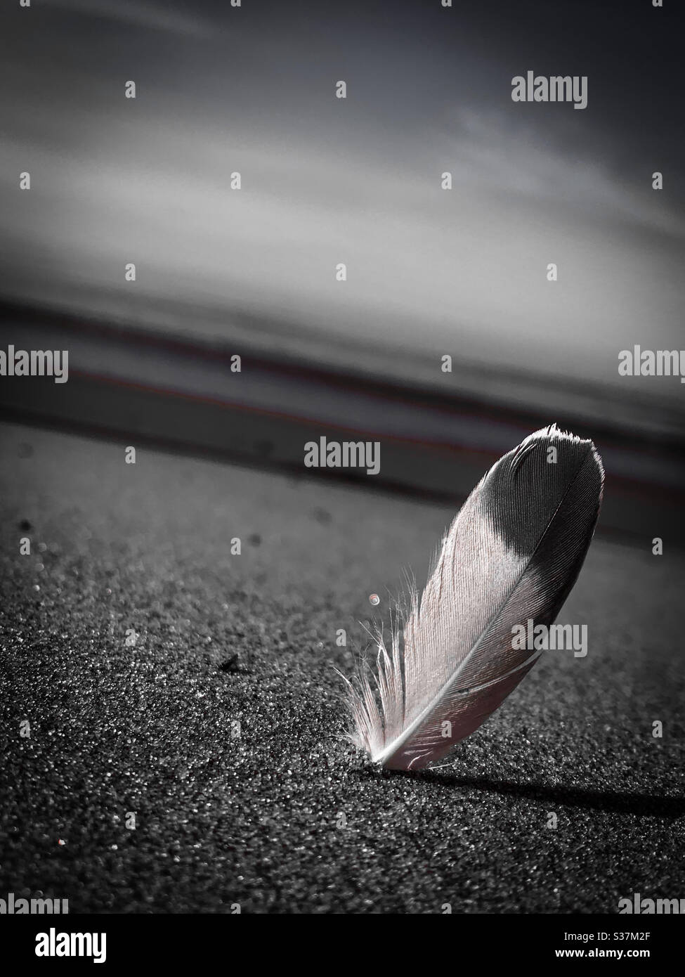 Sea feather in sand hi-res stock photography and images - Alamy