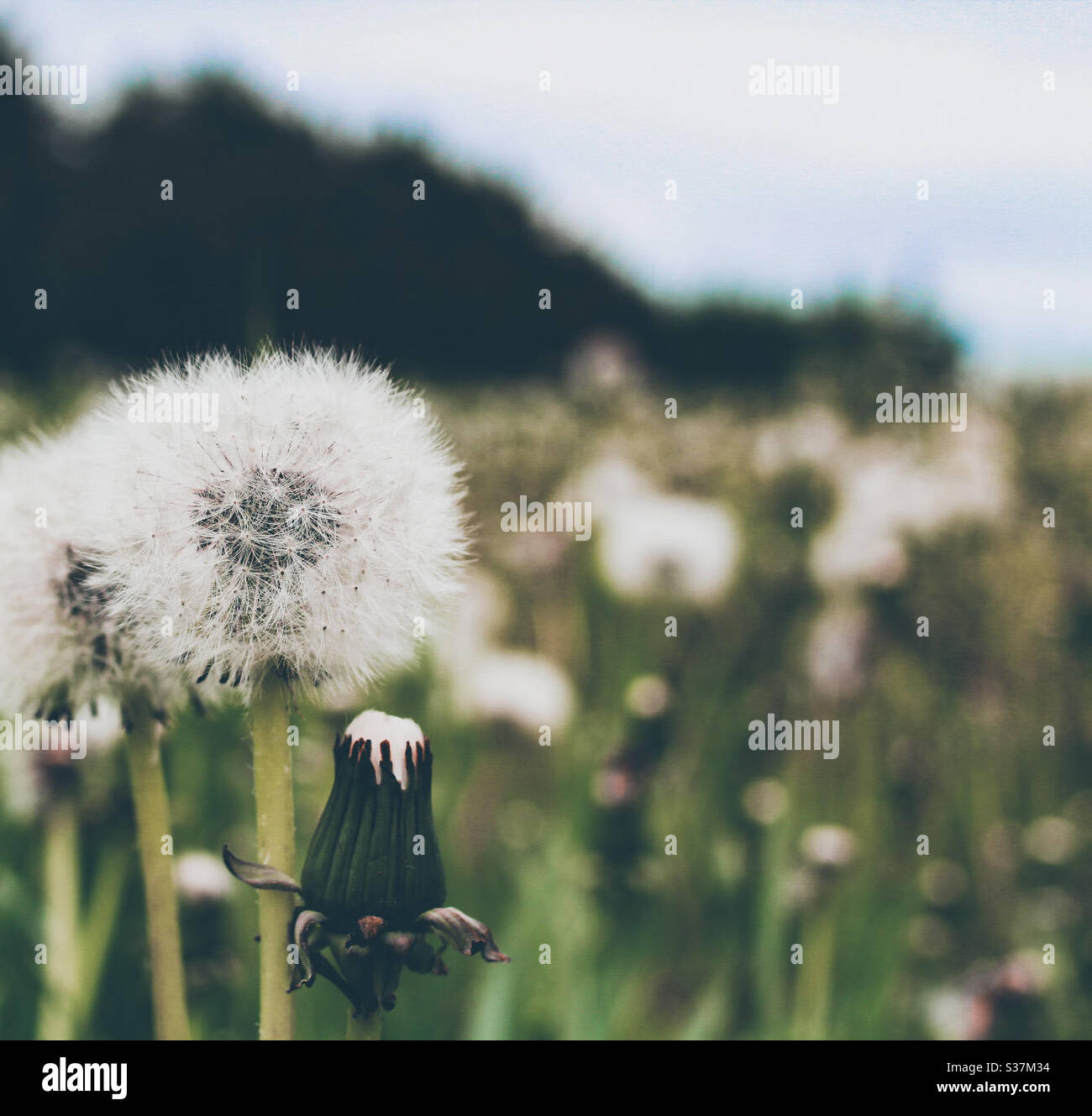 Wish Flower High Resolution Stock Photography and Images - Alamy